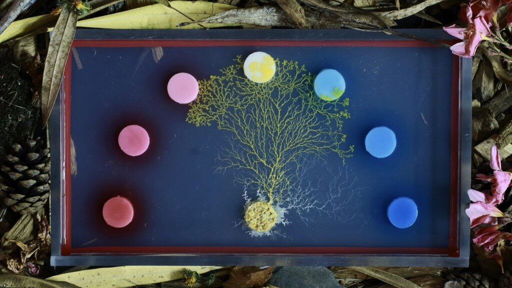 LE BLOB UN GÉNIE SANS CERVEAU - jacquesmitsch